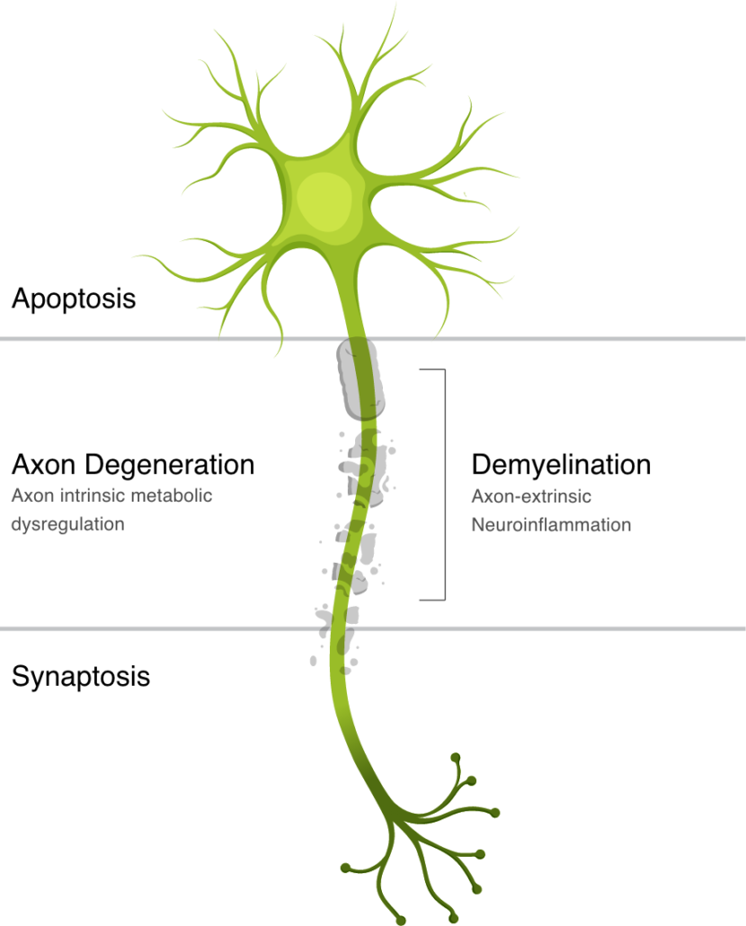 axonal-degeneration | Nura Bio™